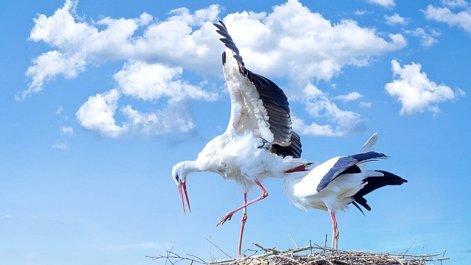 The Stork — A Bird that Has a Special Place in the Hearts of Hungarians ...