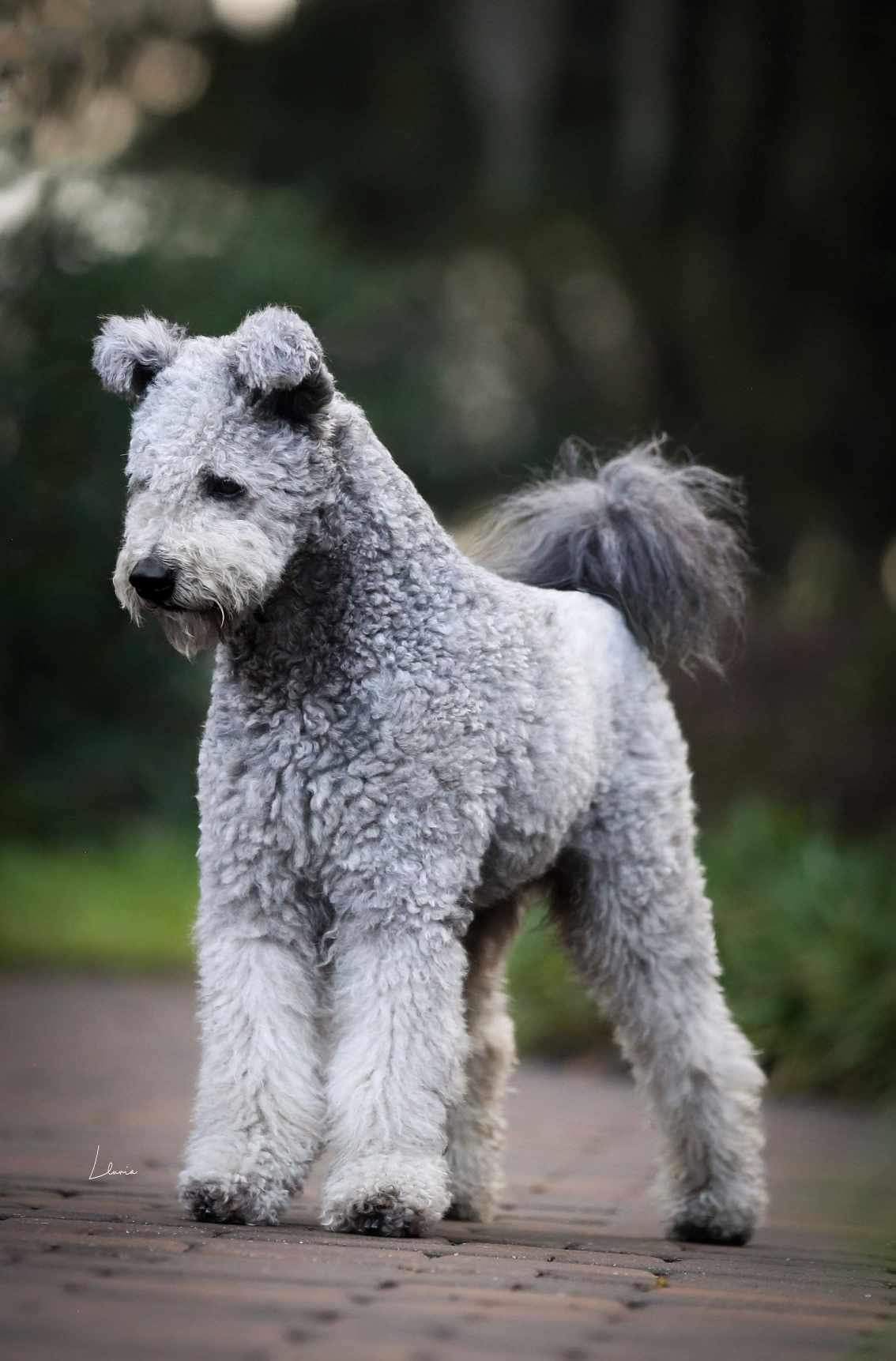 Historical Breakthrough for Hungarian Dog Breeds at World Dog Show ...